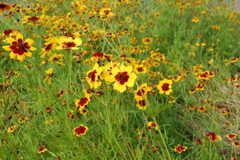 Coreopsis tinctoria - Native Wild Garden Pollinator Fresh Golden Flower ...