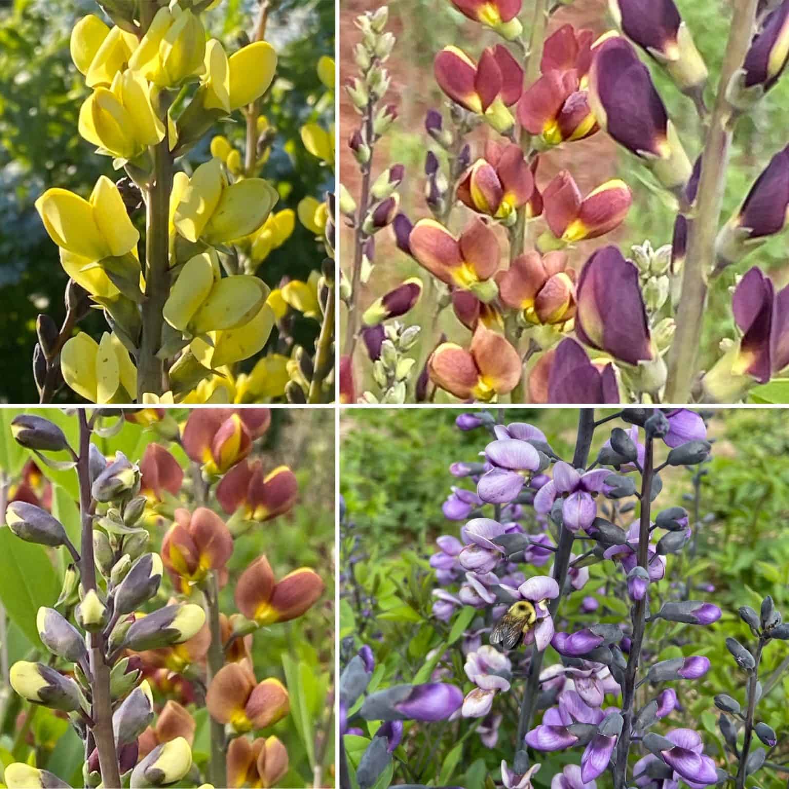 Native Plant Profile: Baptisia australis - iGrowHort