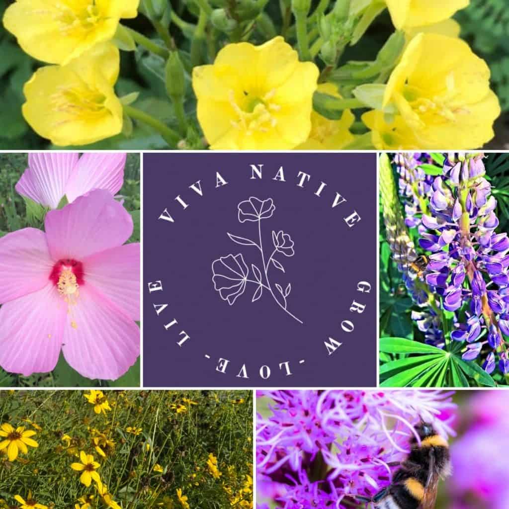 Growing Native Plants at Home