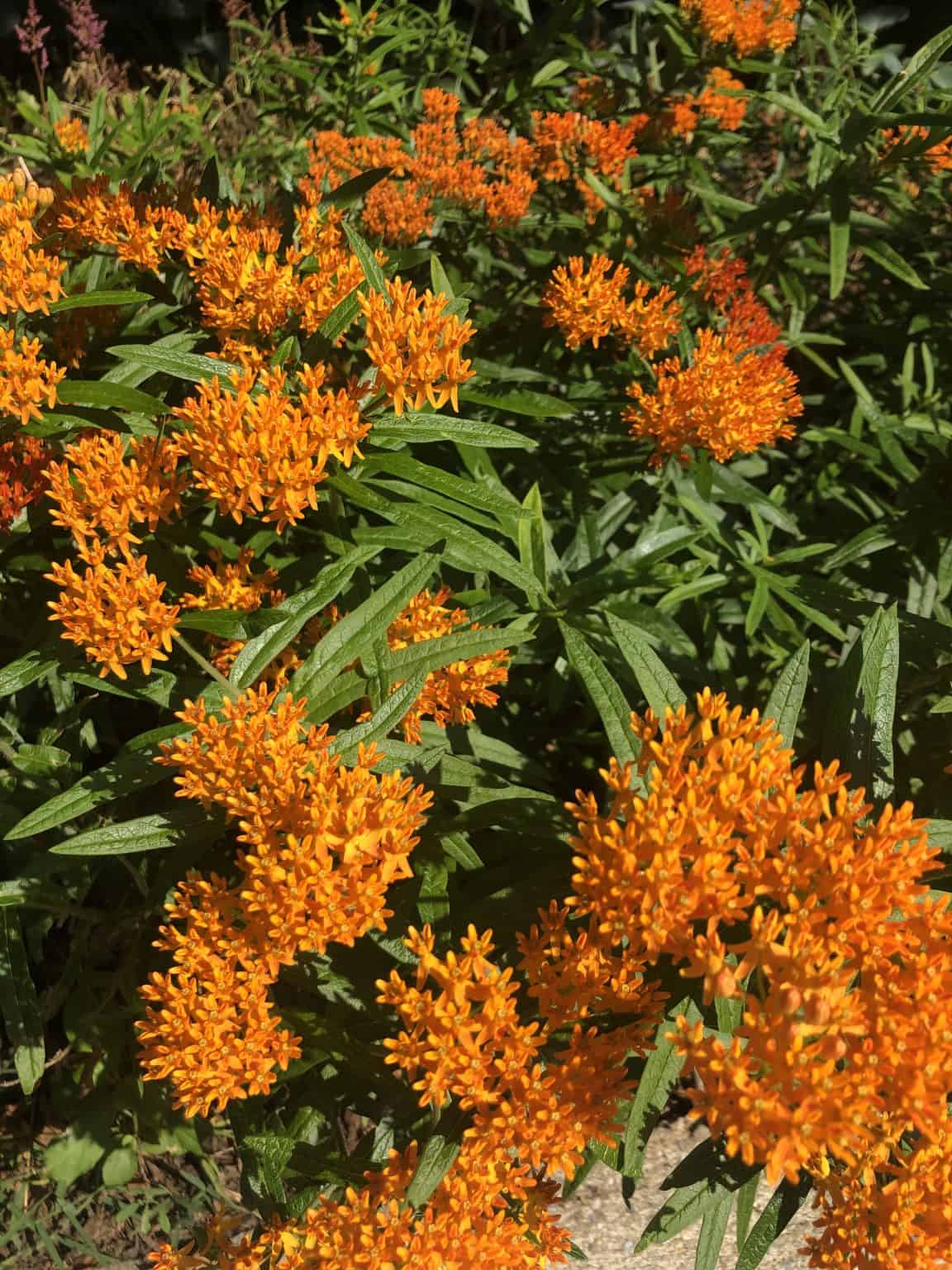 Growing Native Plants at Home – iGrowHort