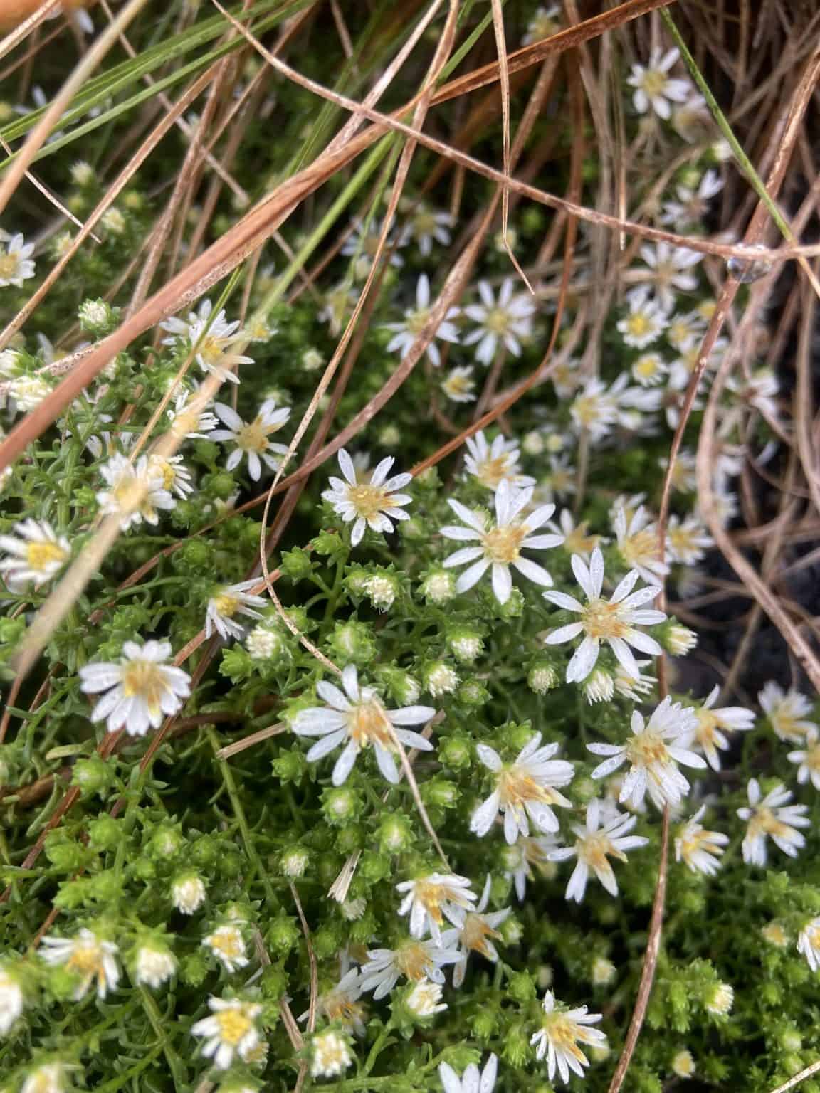 Aster ericoides Snow Flurry a must-have Fall perennial.