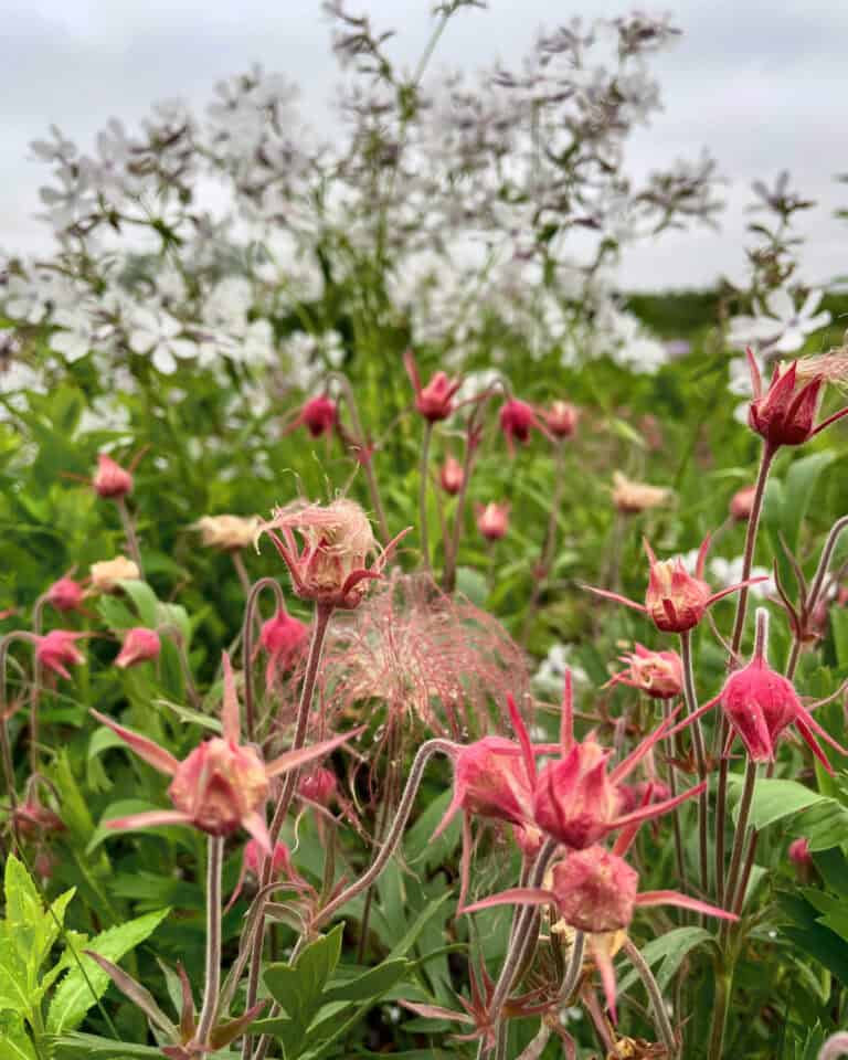Native Plant Profile: Discover Geum triflorum - Prairie Smoke: Growing ...