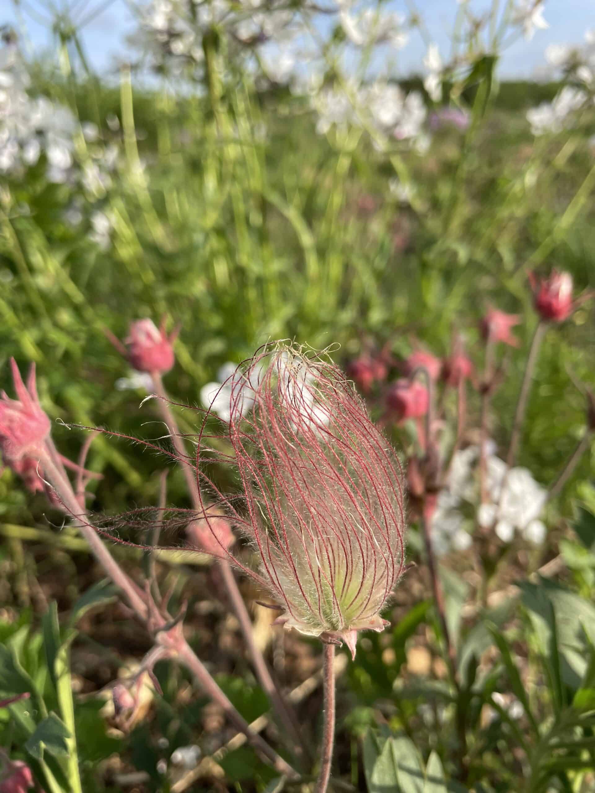 Native Plant Profile: Discover Geum triflorum - Prairie Smoke: Growing ...