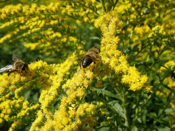 Native Plant Profile: Goldenrod History and Uses.