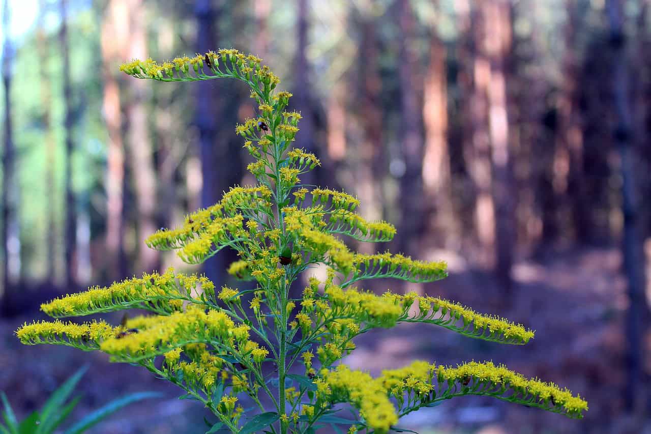 Native Plant Profile: Goldenrod History and Uses.