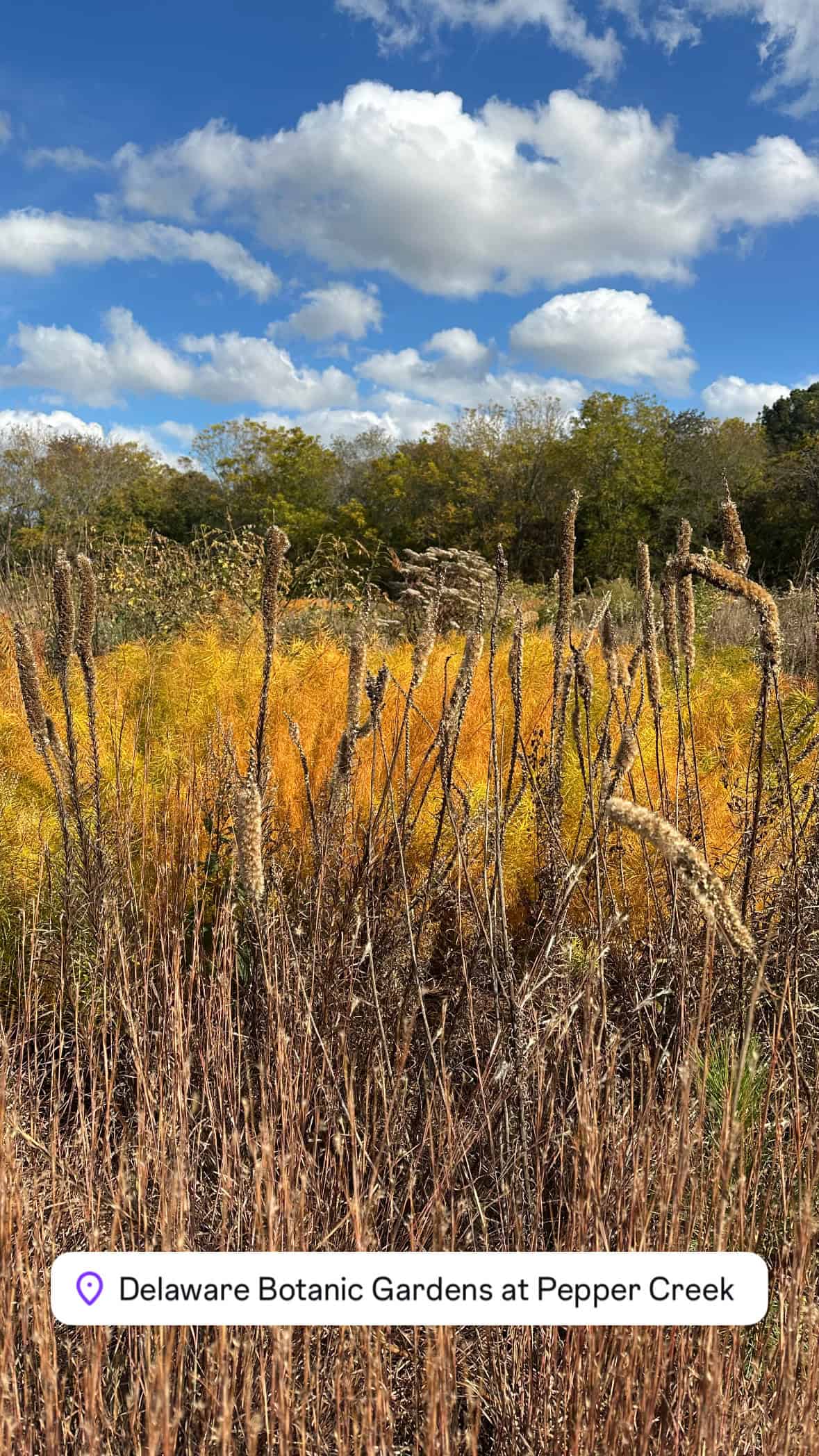 Use the Chop and Drop Method for Sustainable Meadow Management.
