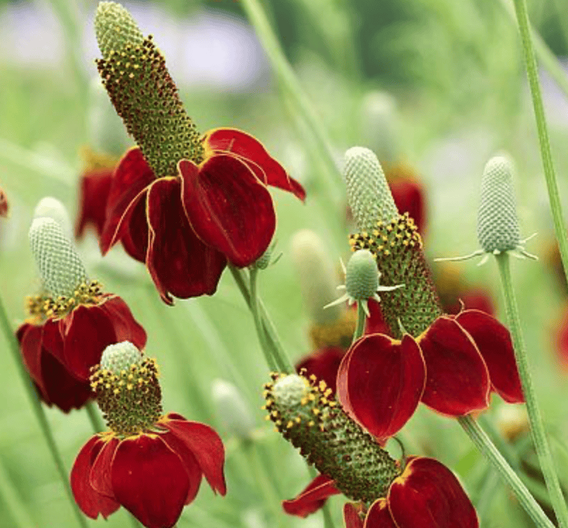 Mexican Red Hat Seeds - Ratibida columnifera ‘Red’ North American ...